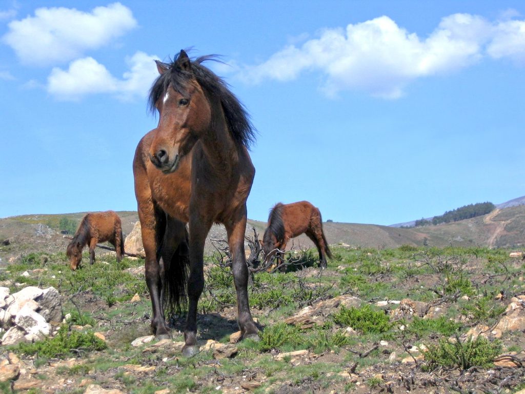 Reportage vidéo sur le Garrano – Institut du Cheval et de l'Équitation ...